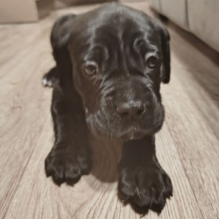 Домашние животные собаки щенки