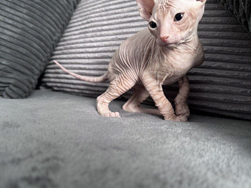 Донской сфинкс котята