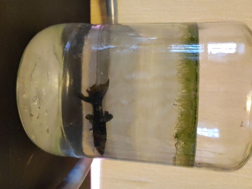 Моллинезия черная