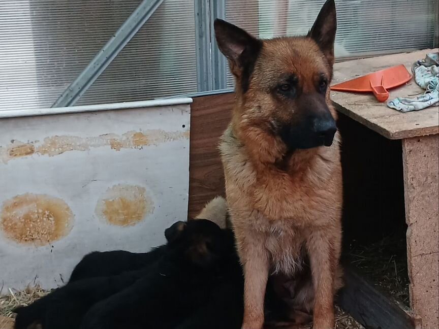 Немецкая овчарка, щенки-продам