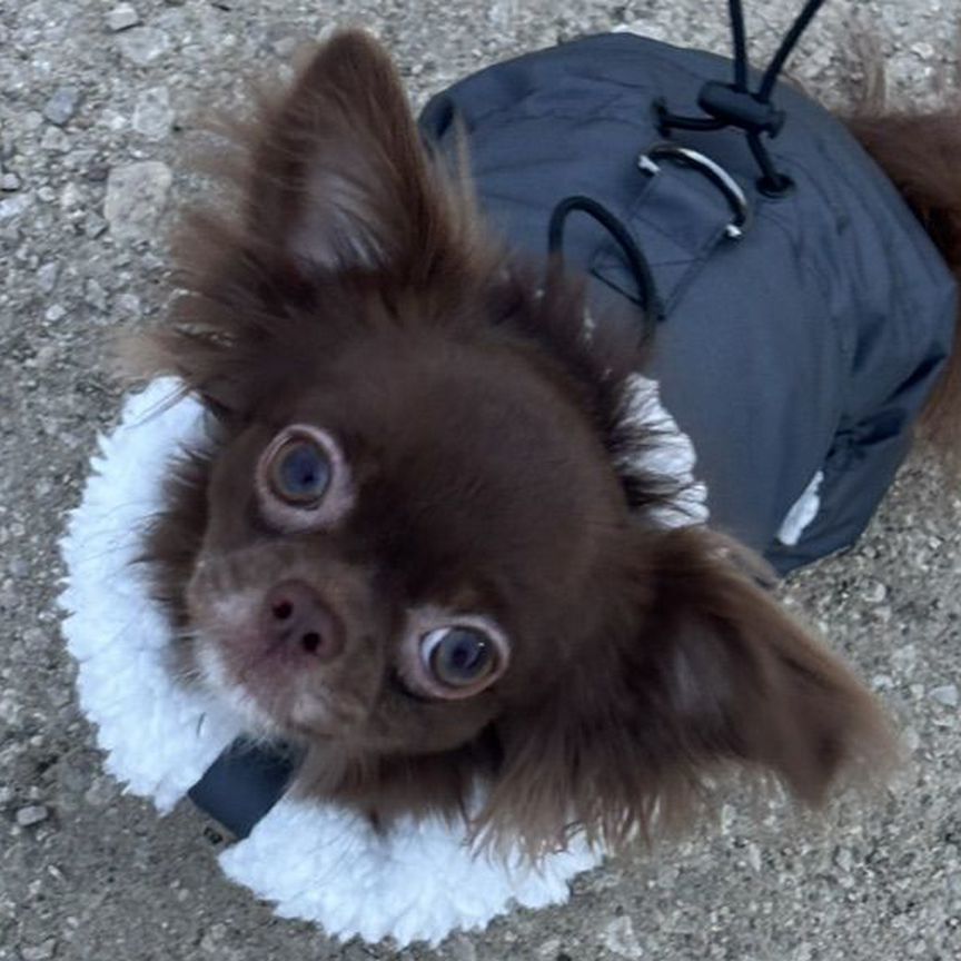 Чихуахуа, щенок