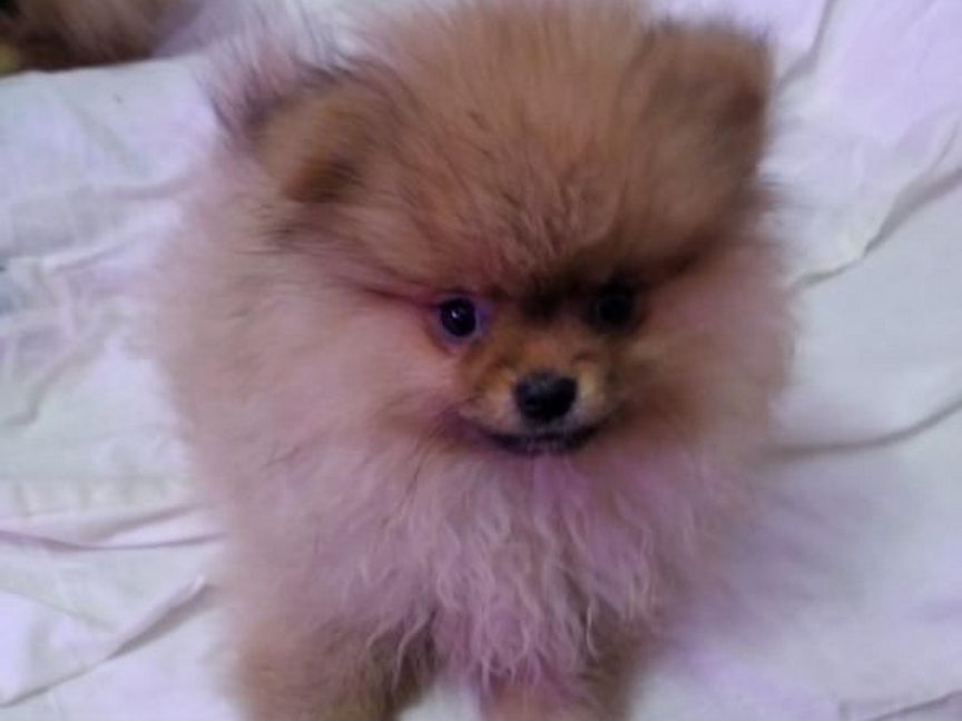 С Р О Ч Н О Шпицы мальчики мини микро