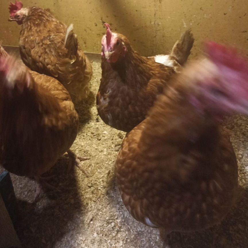 Куры несушки