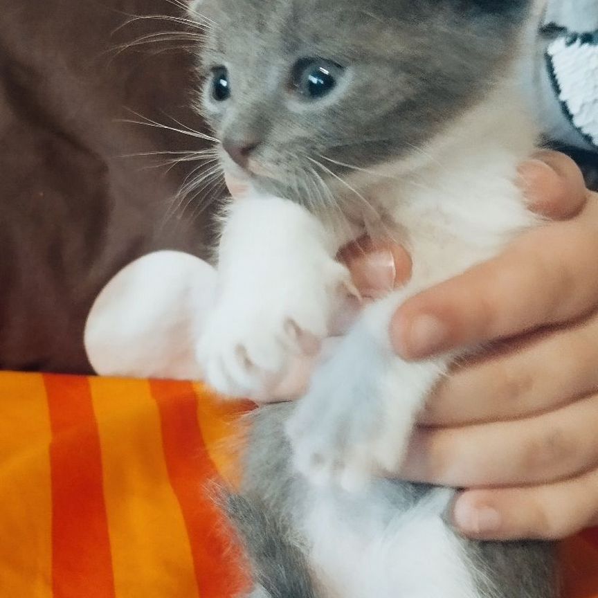 Котята