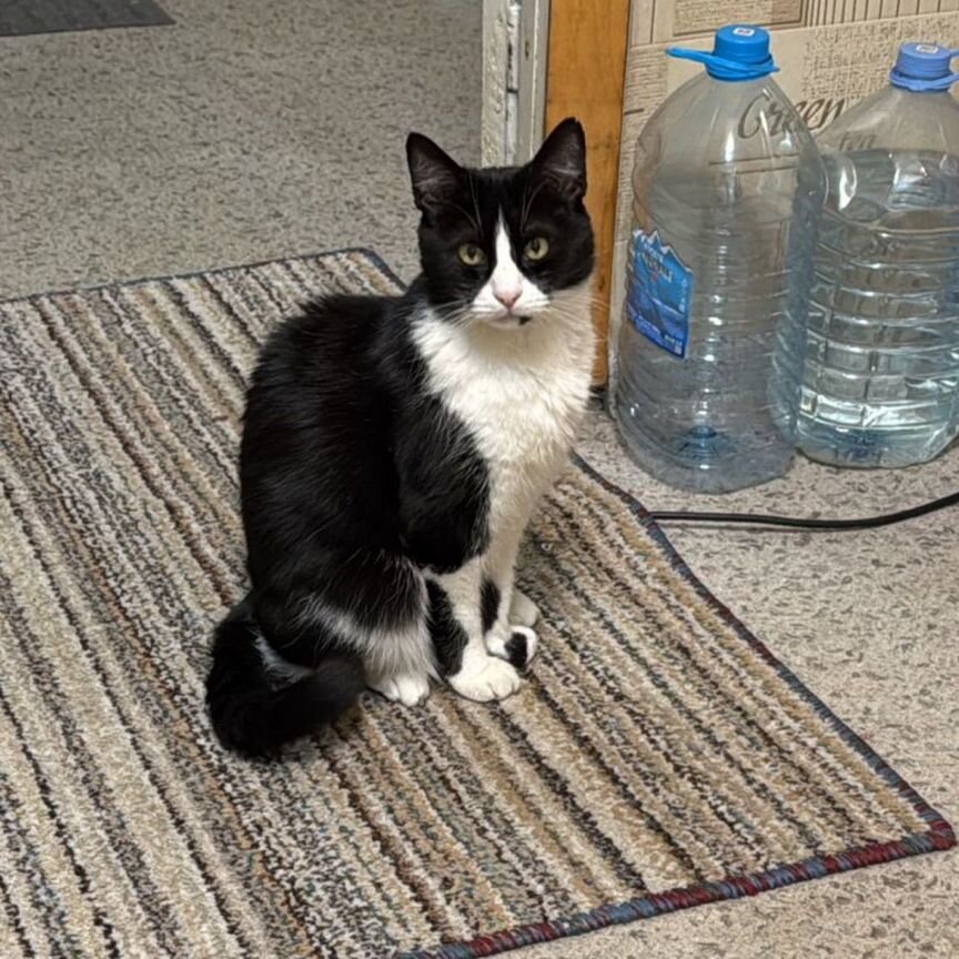 Отдам кота в добрые руки