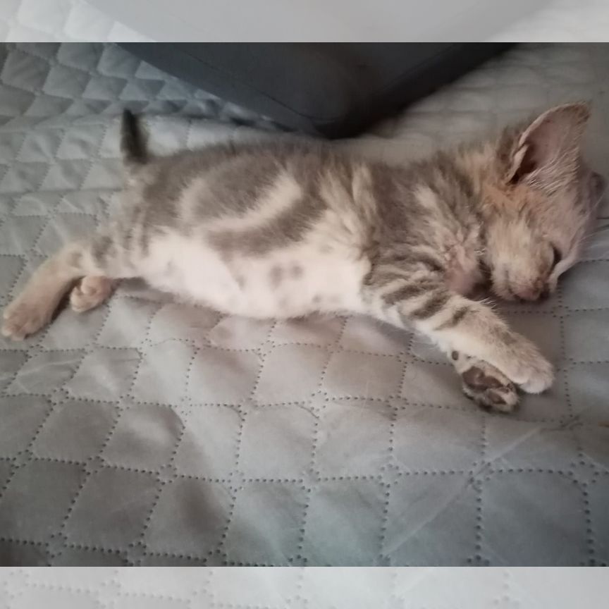 Котенок