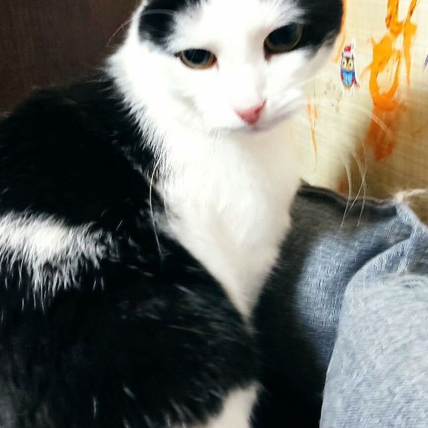 Отдам бесплатно котика в добрые руки