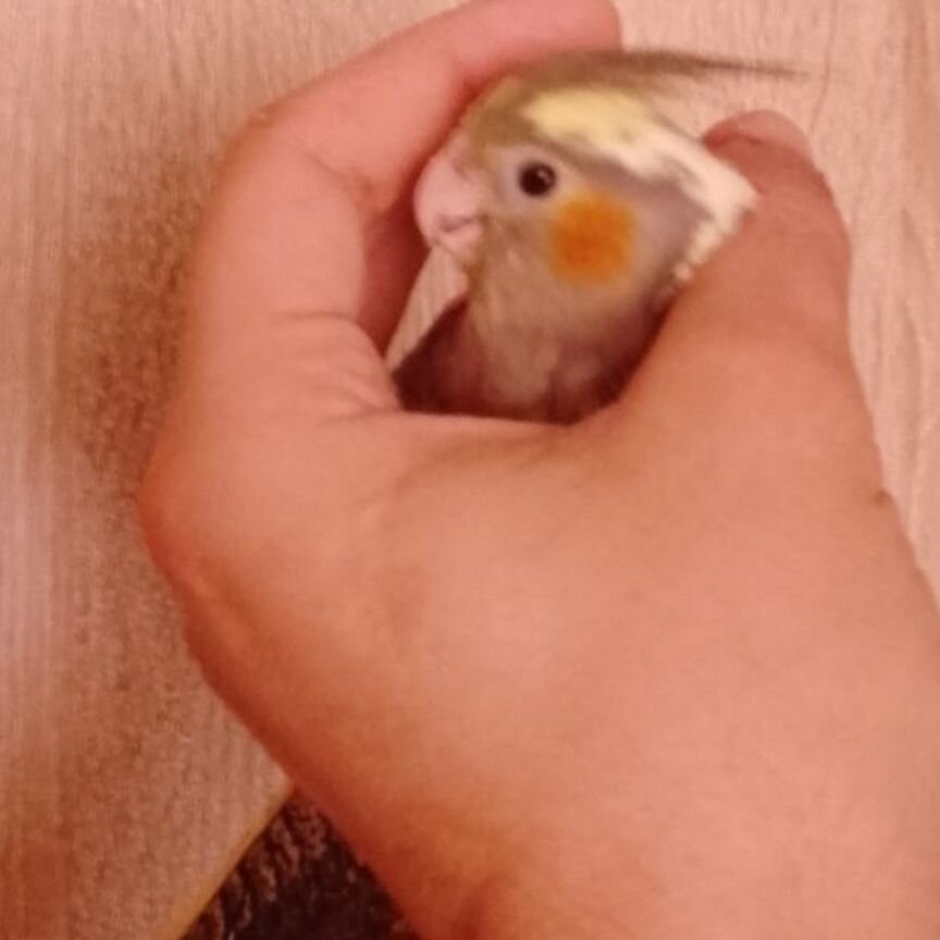 Попугай корелла птенец