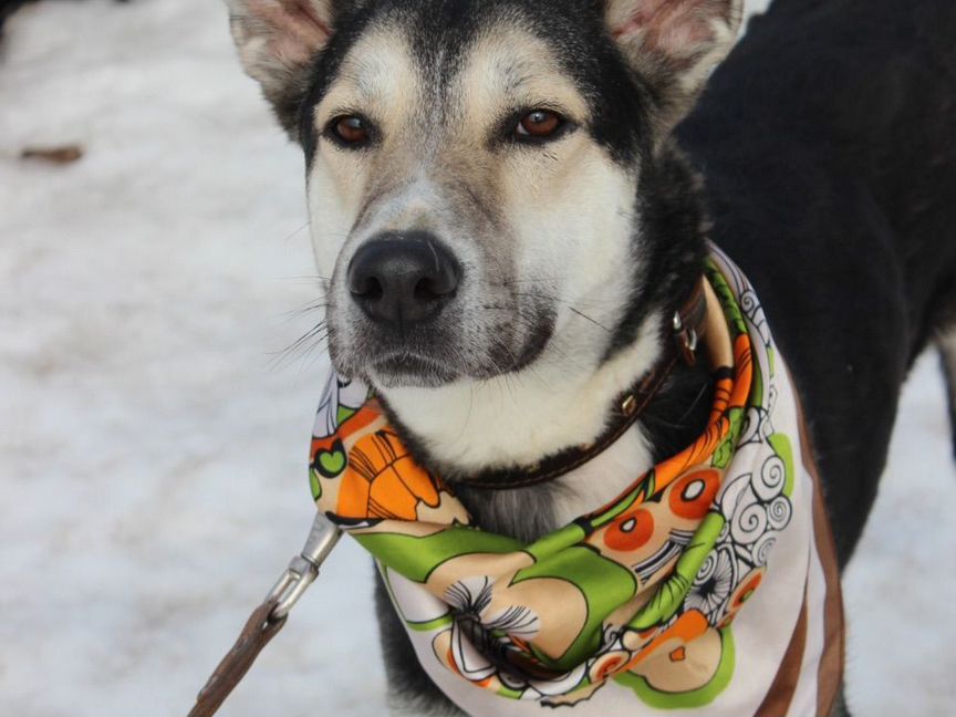 Милый пёс Гуффи в добрые руки