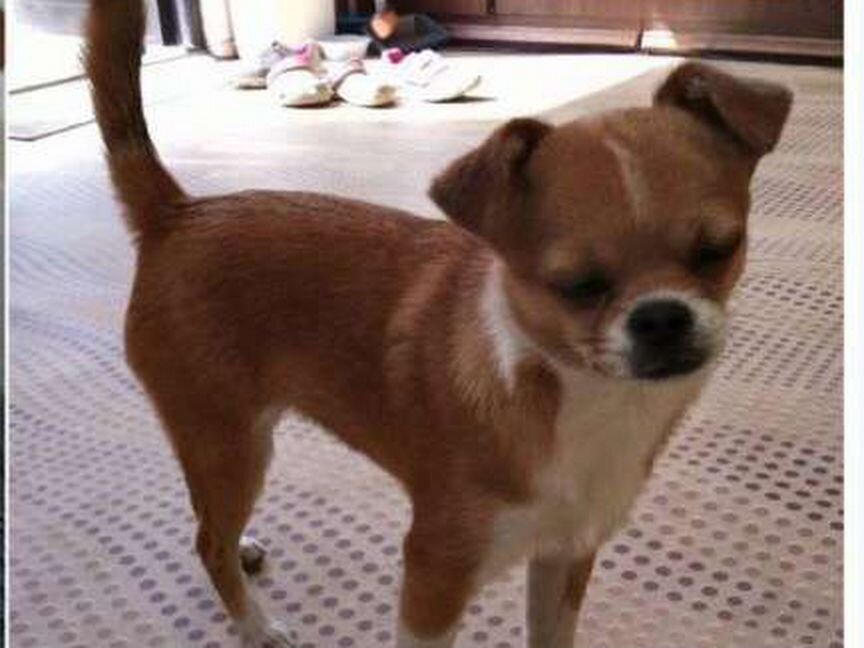 Потерялась собака