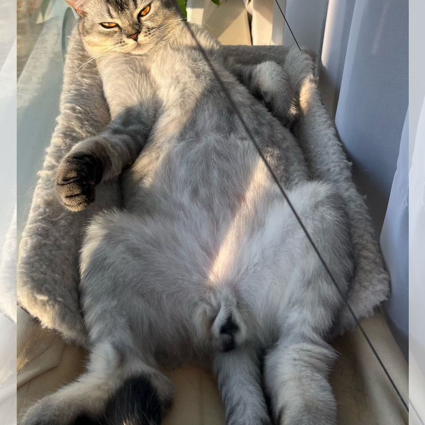 Кот