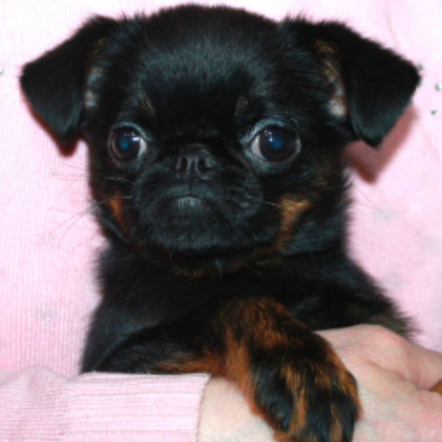 Пти-брабансон, щенок