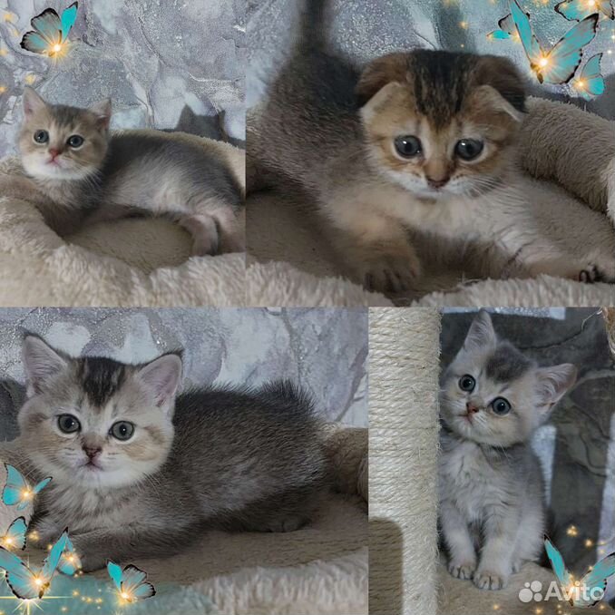 Эксклюзивные шотландские котята