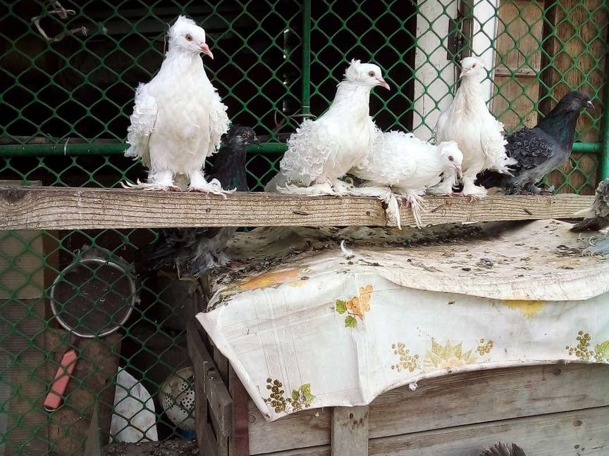 Голуби кучерявые