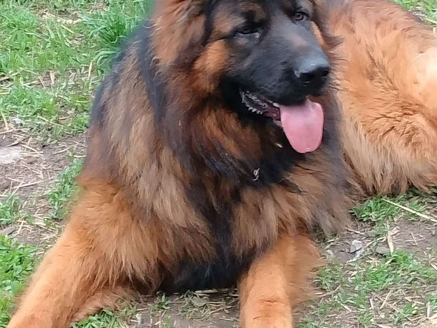 Немецкая овчарка, вязка