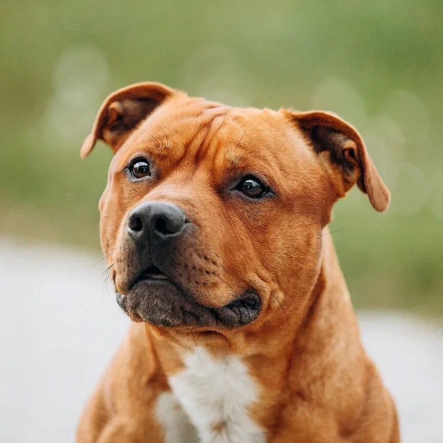 Стаффордширский бультерьер, щенок