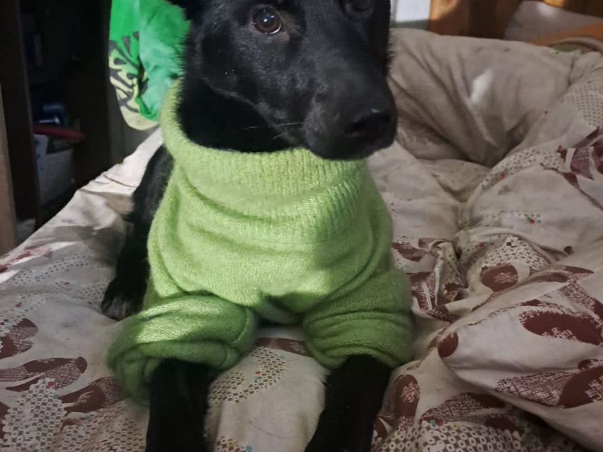 Миниатюрная собака подросток