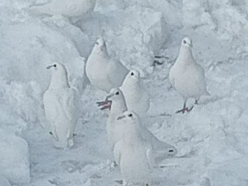 Продам почтовых голубей