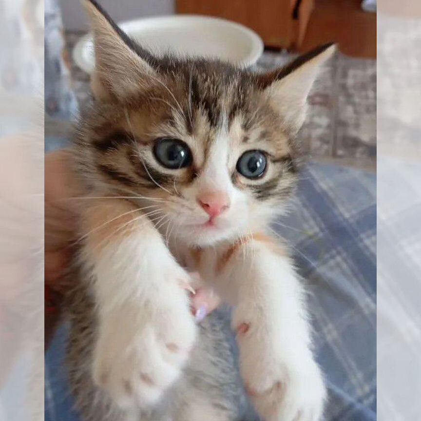 Котёнок в добрые руки