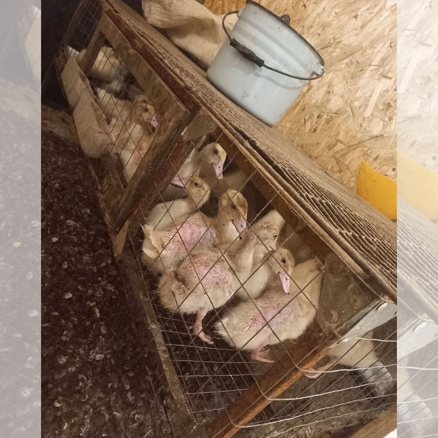 Мускустные утки