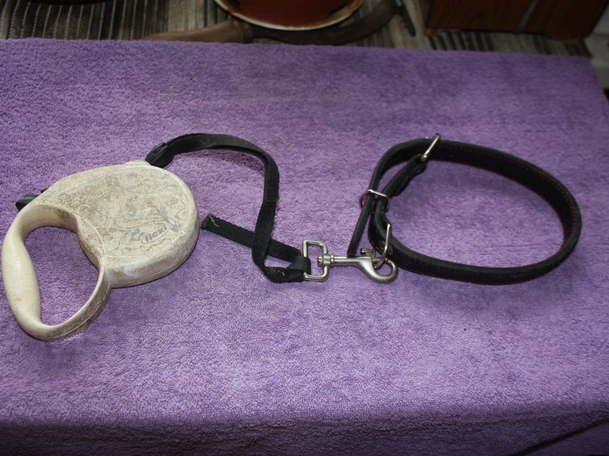 Поводок с ошейником для собаки самосматывающийся