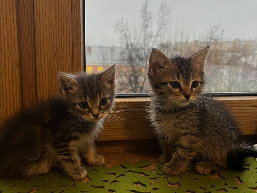 Котята дворовые