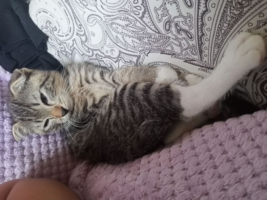 Котик компотик