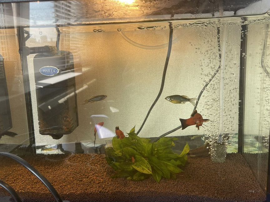 Аквариум с рыбками