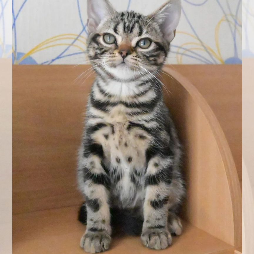 Американский короткошёрстный котёнок