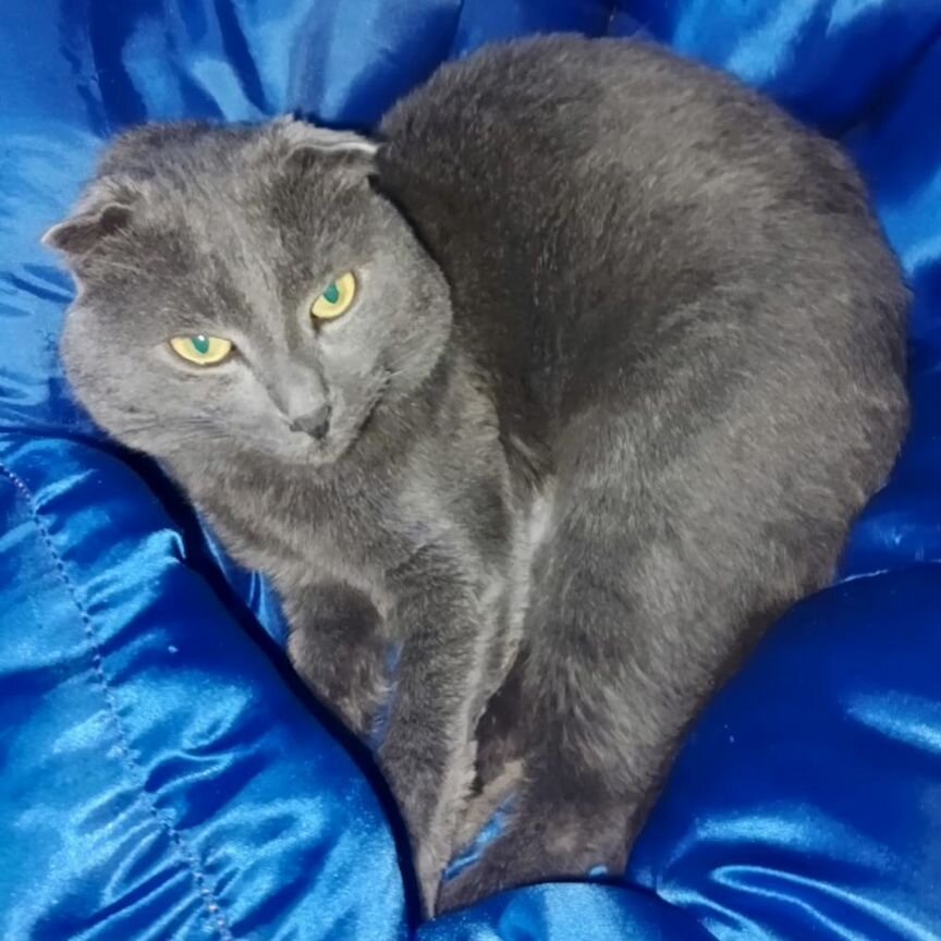 Кот