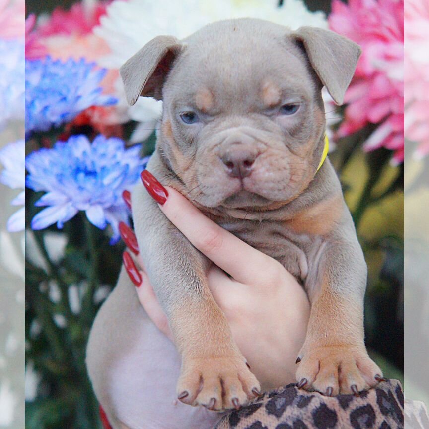 Американский булли, щенок