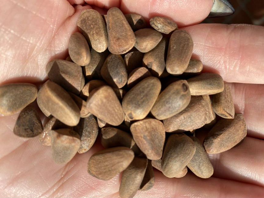 Орехи кедровые для белочки