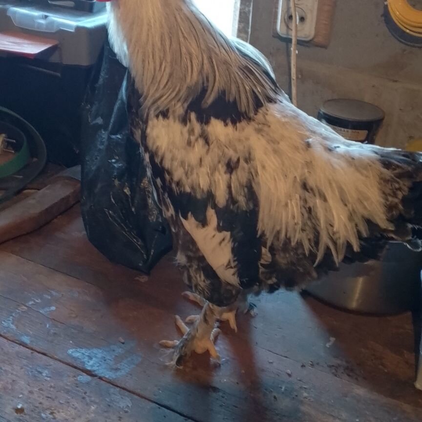 Продам петушка из под курушки. 10 месяцев