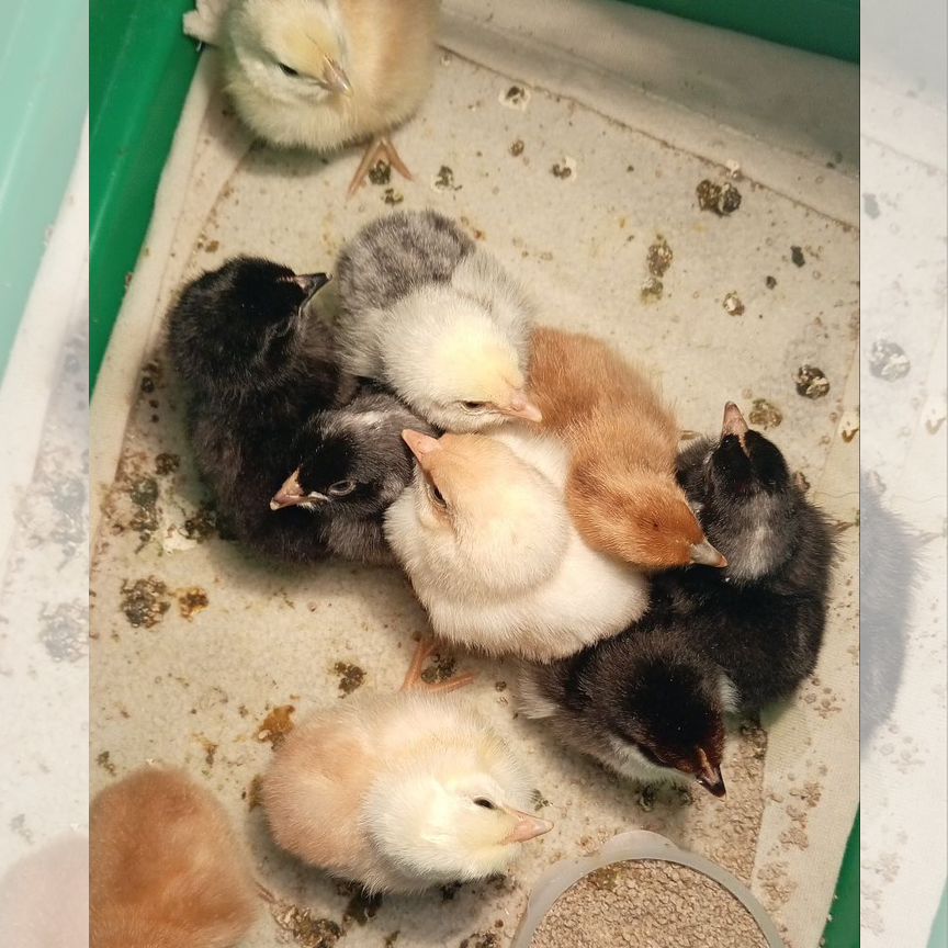 Цыплята суточные несушки