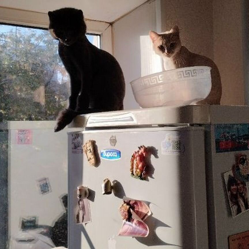 Взрослый кот в добрые руки