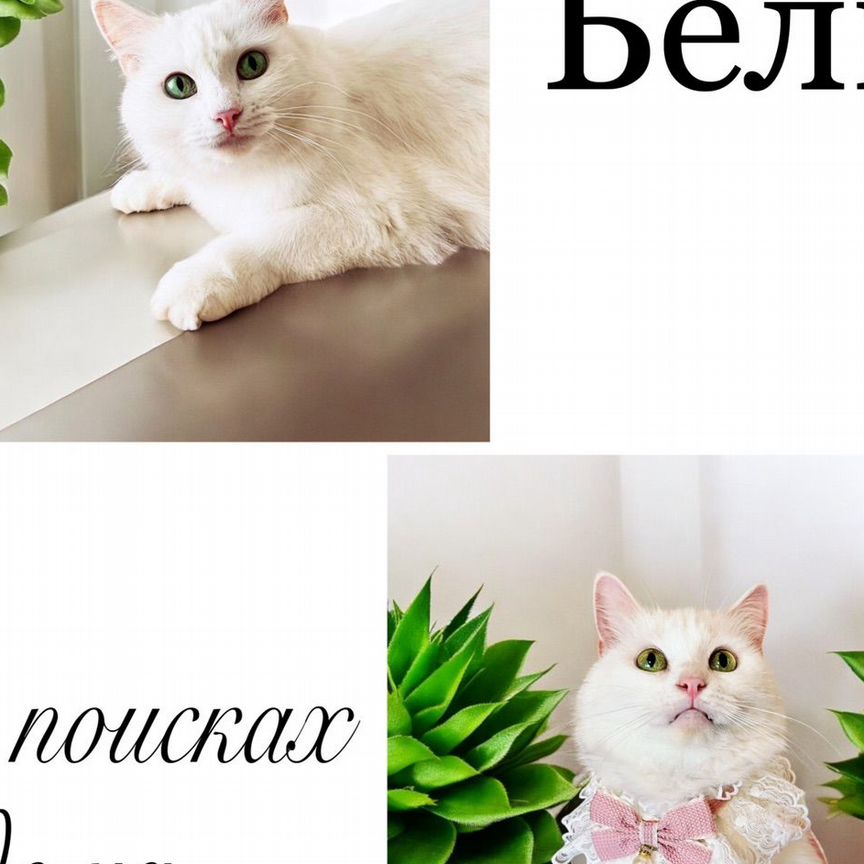 Турецкая ангора