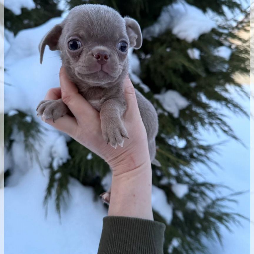 Чихуахуа, щенок