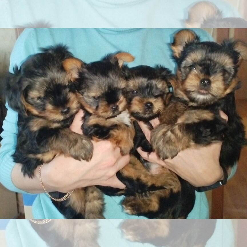 Йоркширский терьер, щенок