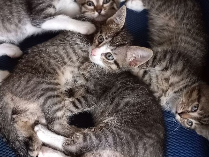 Котята