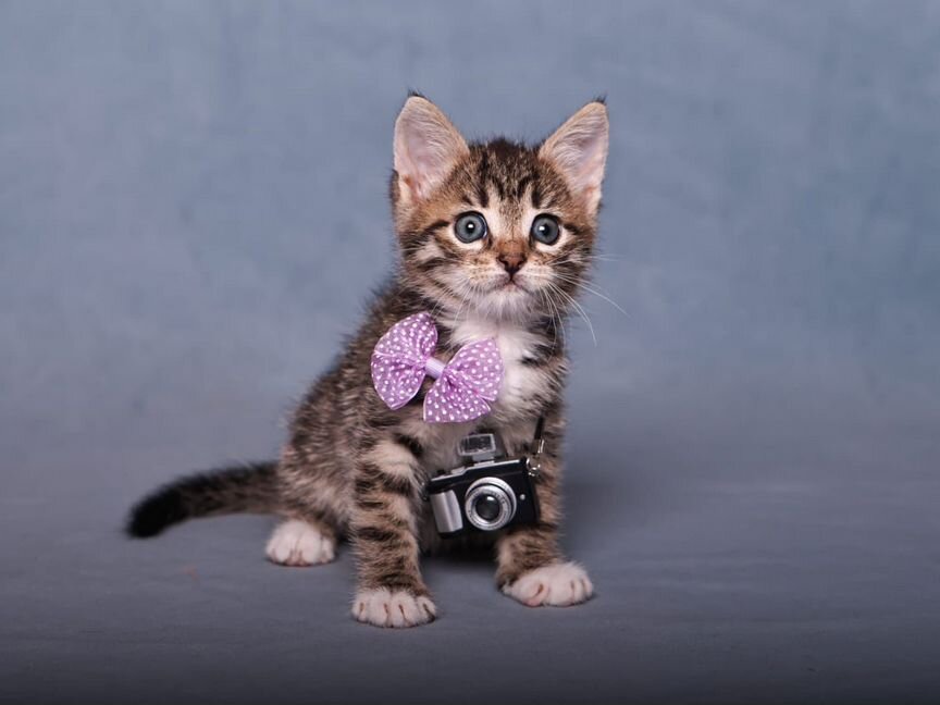 Маленькому Пирожочку нужна семья