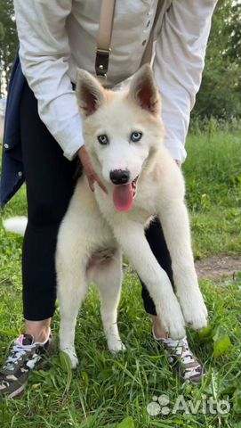 Щенок 3 месяца. Сибирский хаски