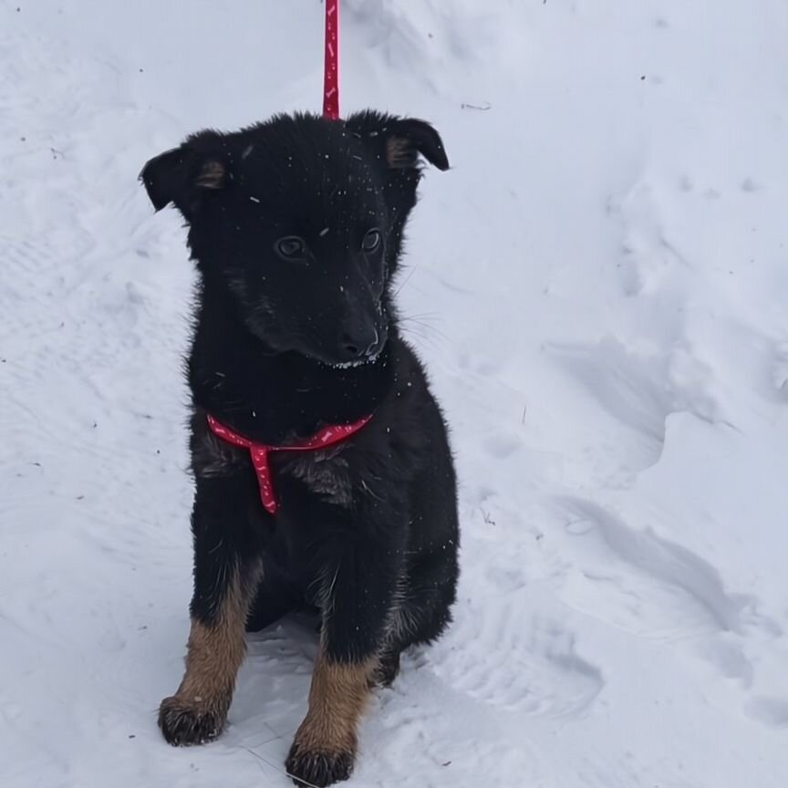 Щенок в добрые руки