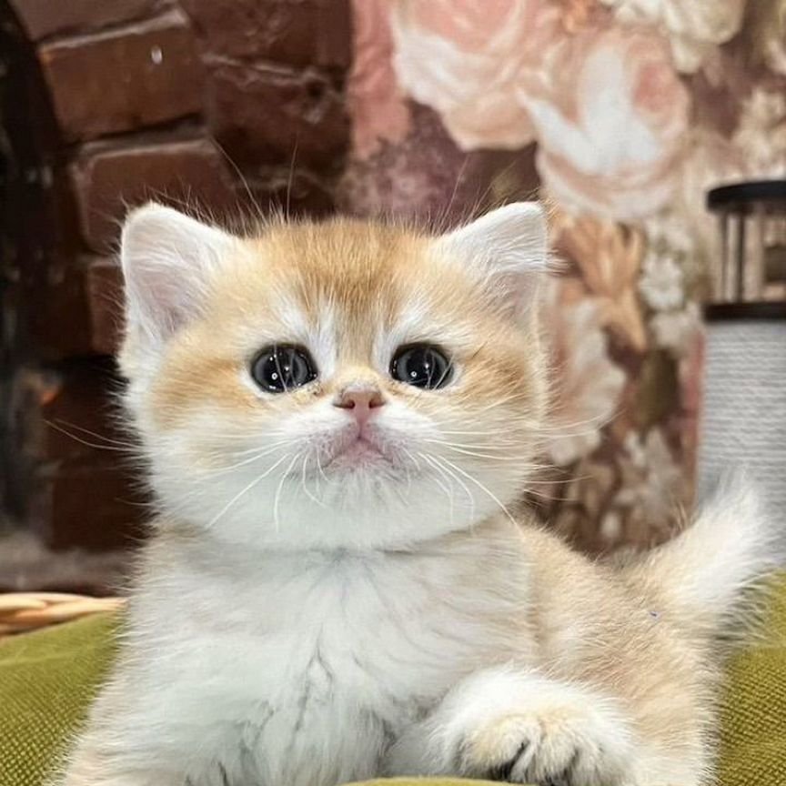 Котенок девочка золотая нежная