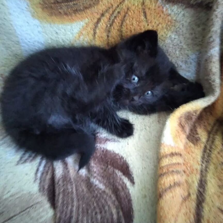 Котята в добрые руки даром