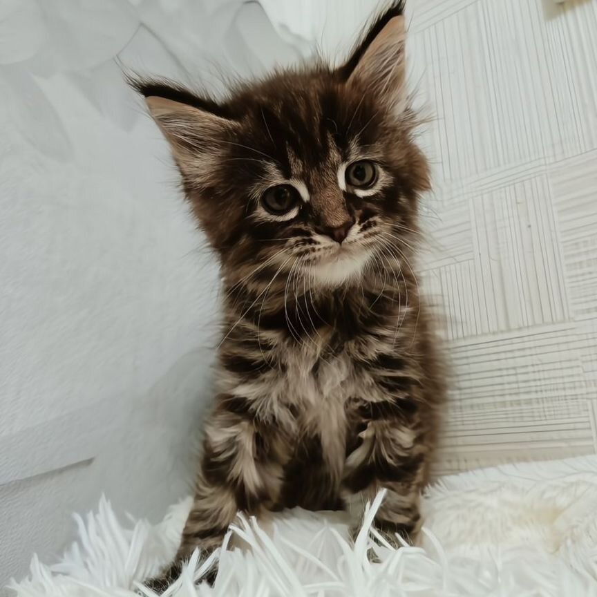 Мейн-кун котёнок