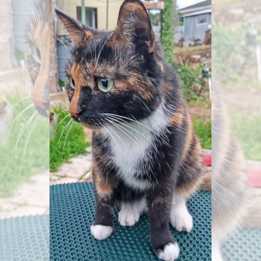 Взрослая, кошка в добрые руки