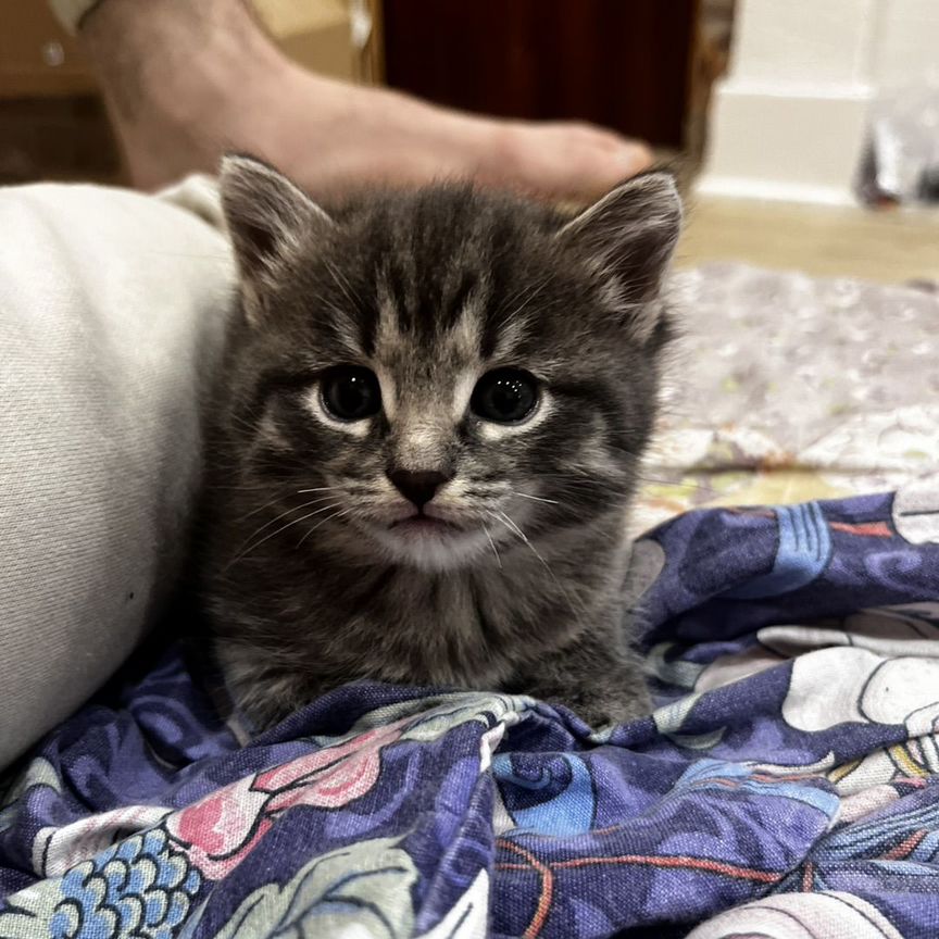 Кошки