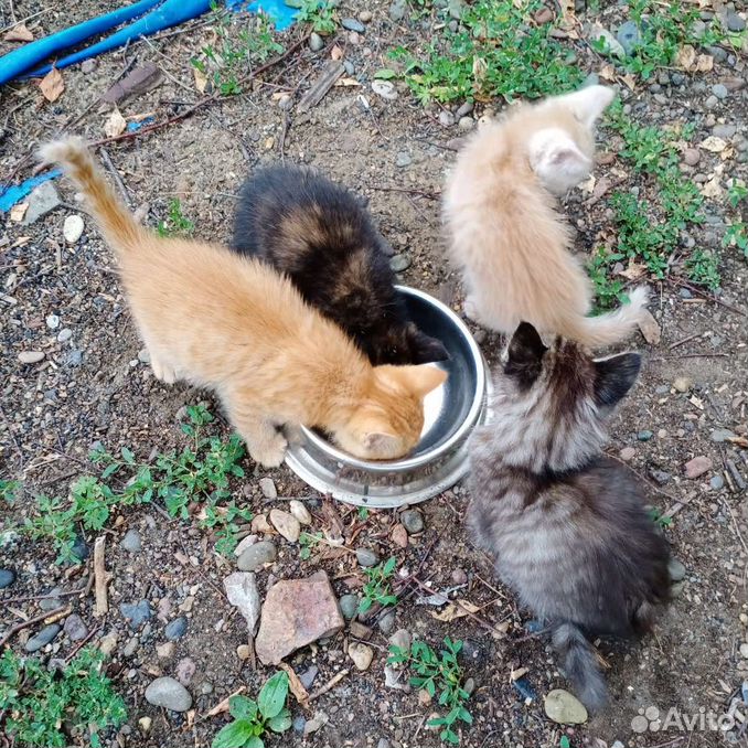 Котята ищут добрые руки Помогите пристроить