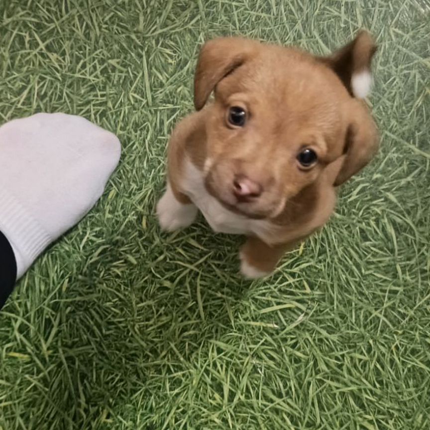 Джек-рассел-терьер, щенок