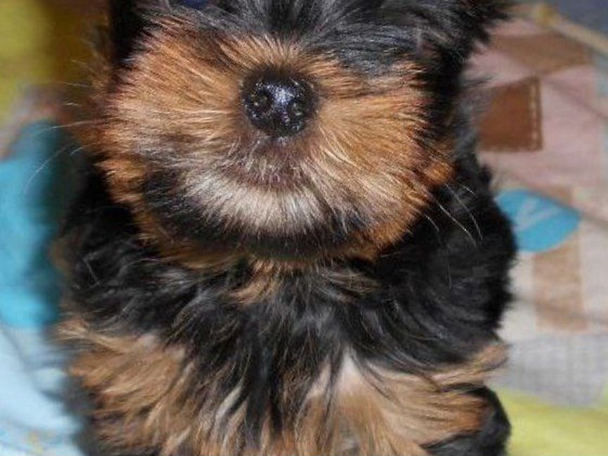 Йоркширский терьер